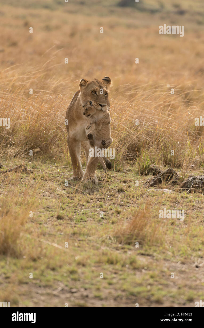 Lioness carrying and walking with her cub Stock Photo - Alamy