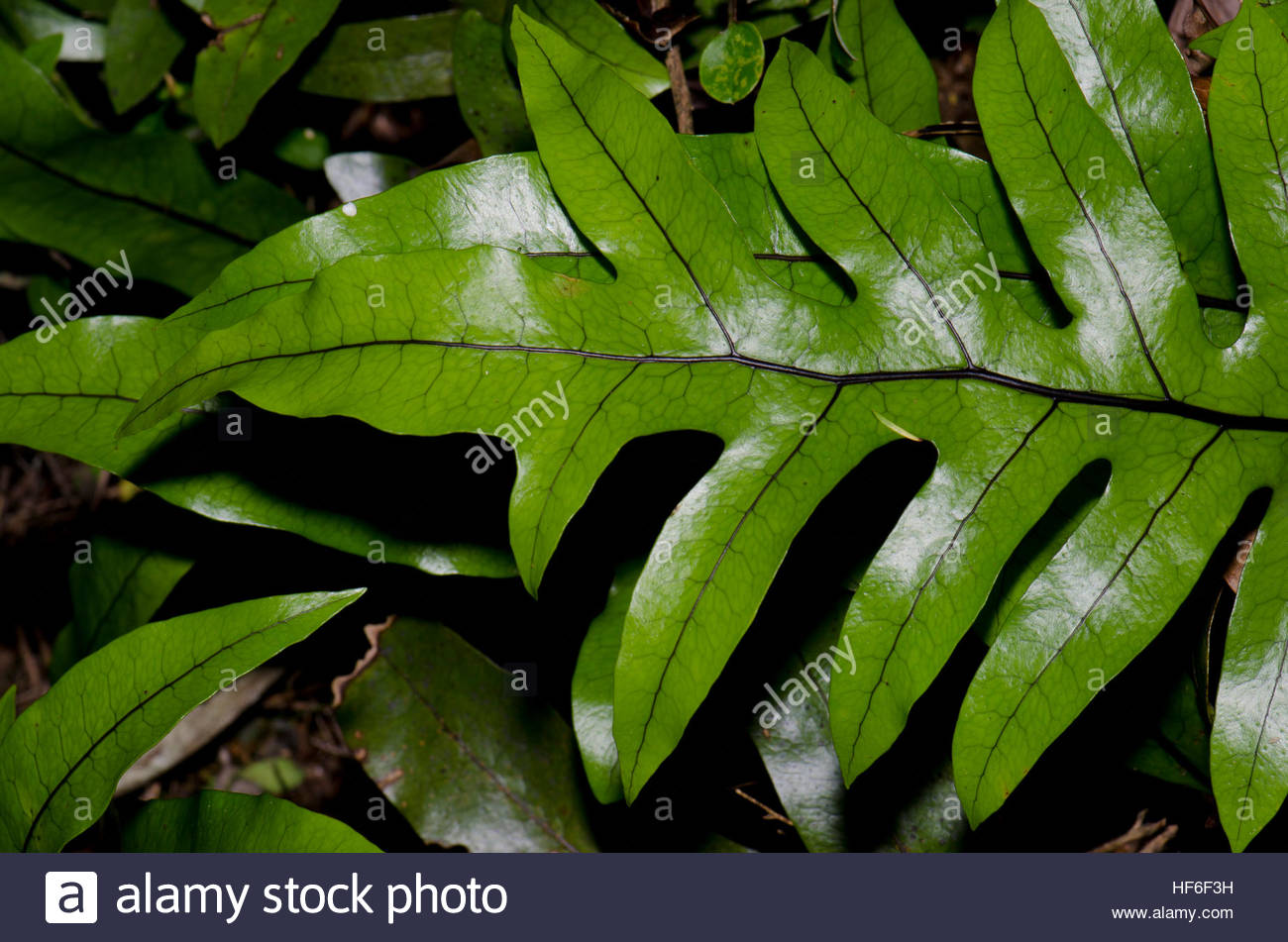 Kangaroo Ferns High Resolution Stock Photography and Images - Alamy