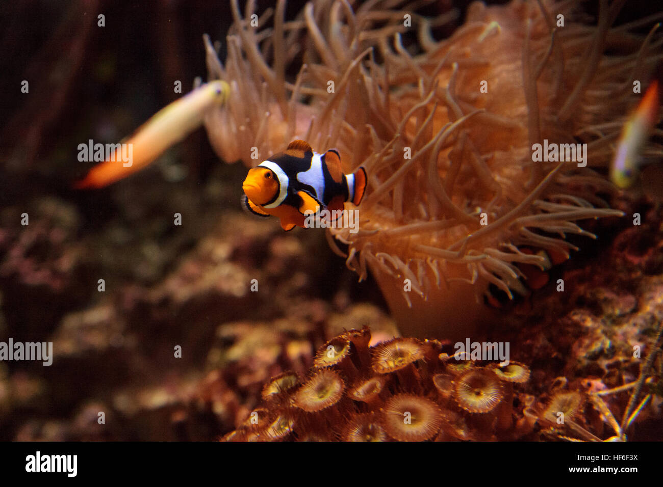 Clownfish, Amphiprioninae, in a marine fish and reef aquarium, staying ...
