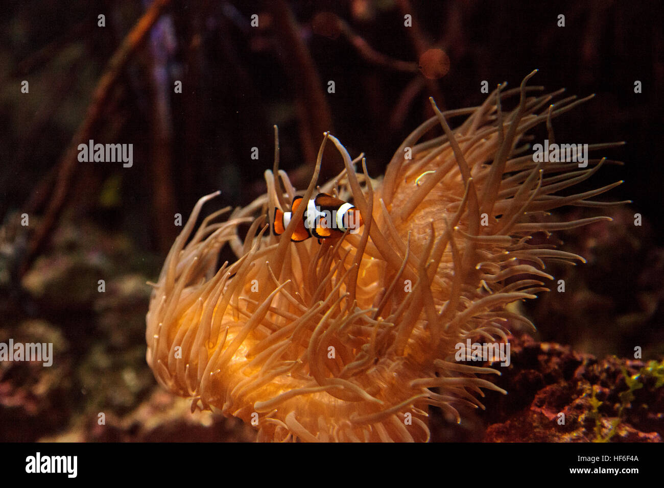 Clownfish, Amphiprioninae, in a marine fish and reef aquarium, staying ...