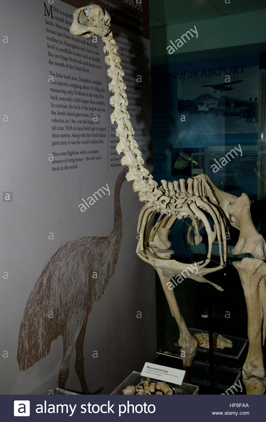 Moa Bird High Resolution Stock Photography and Images - Alamy