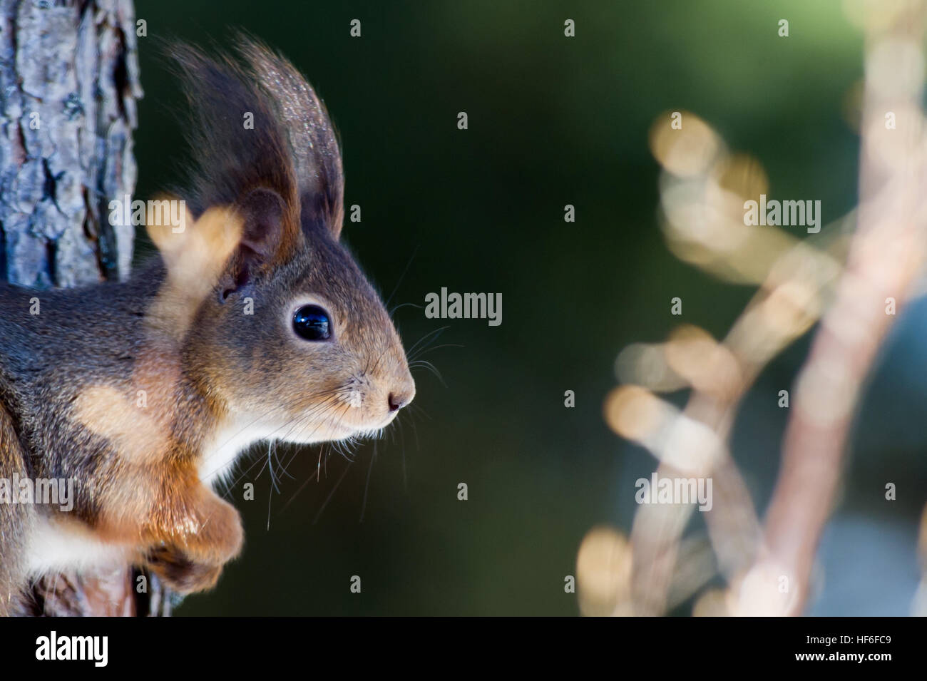 A closeup of the Eurasian red squirrel (Sciurus vulgaris) profile with ...