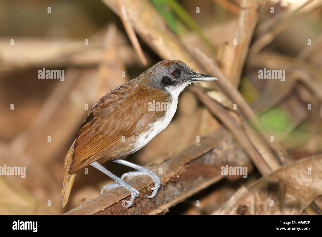 Bicolored Antbird (Gymnopithys bicolor) inside the rain forest of ...