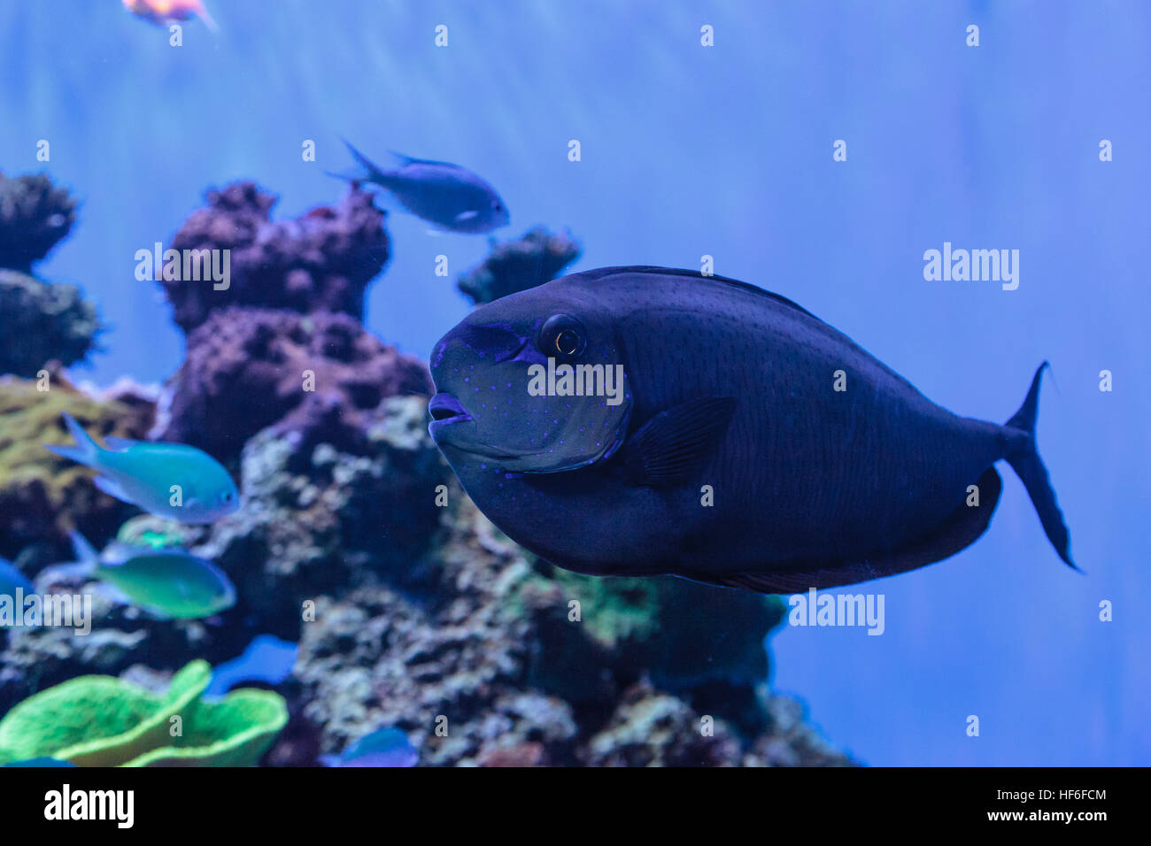 Bignose unicornfish known as Naso vlamingii in a coral reef Stock Photo ...