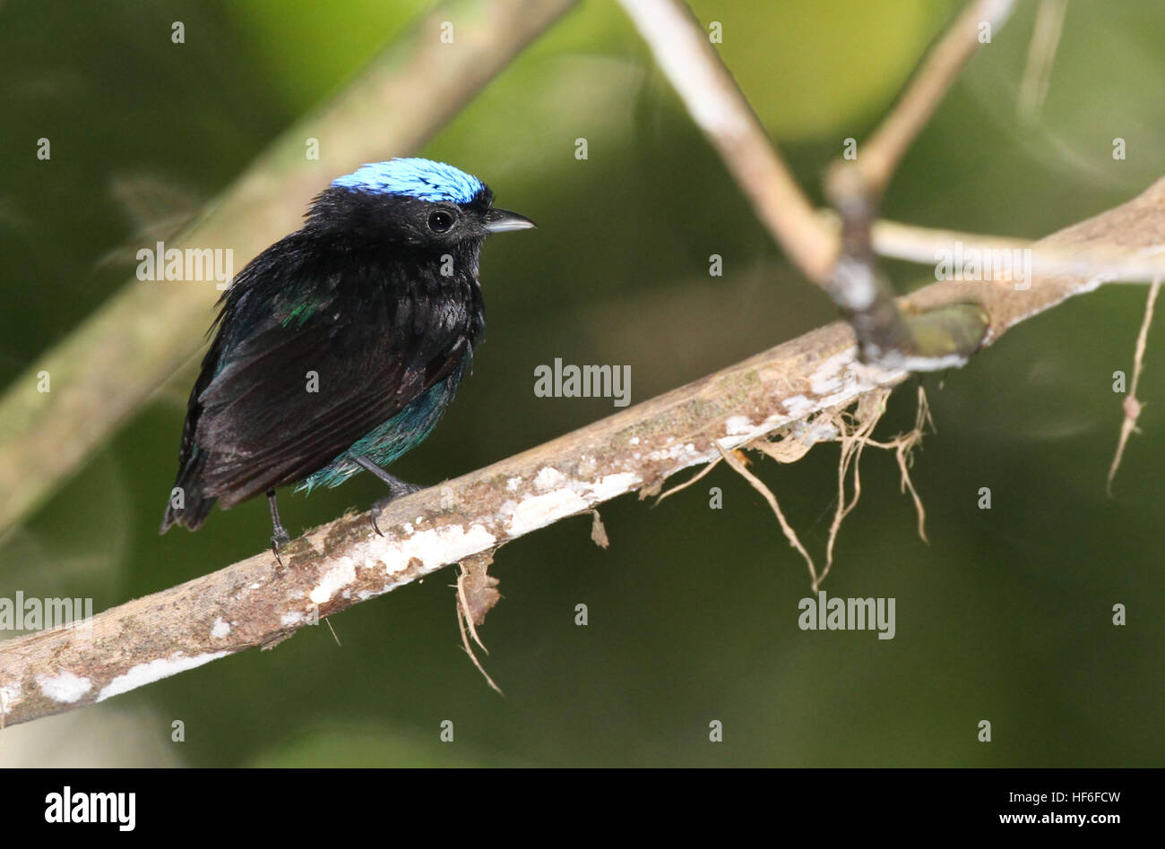 Little Blue-Crowned Manakin male perched on a tree branch Stock Photo ...