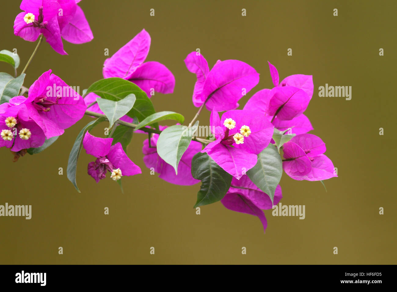 Close up of Bougainvillea flowers with a solid background Stock Photo ...