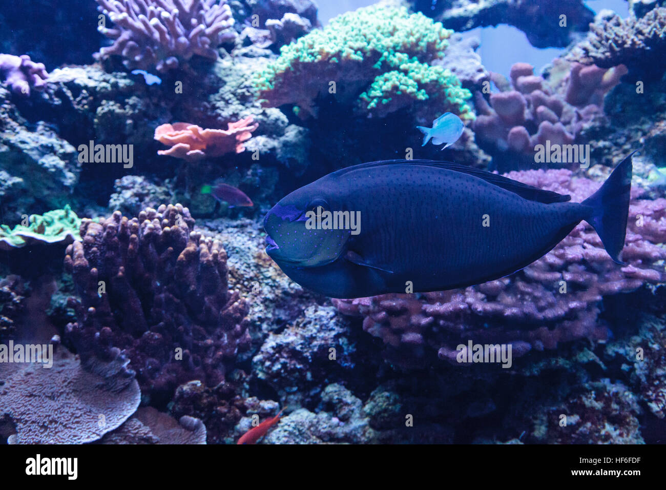 Bignose unicornfish known as Naso vlamingii in a coral reef Stock Photo ...