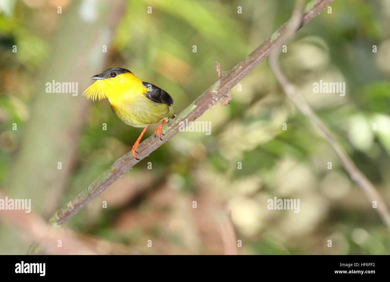 Beautiful Golden-collared Manakin male perched on a tree branch showing ...