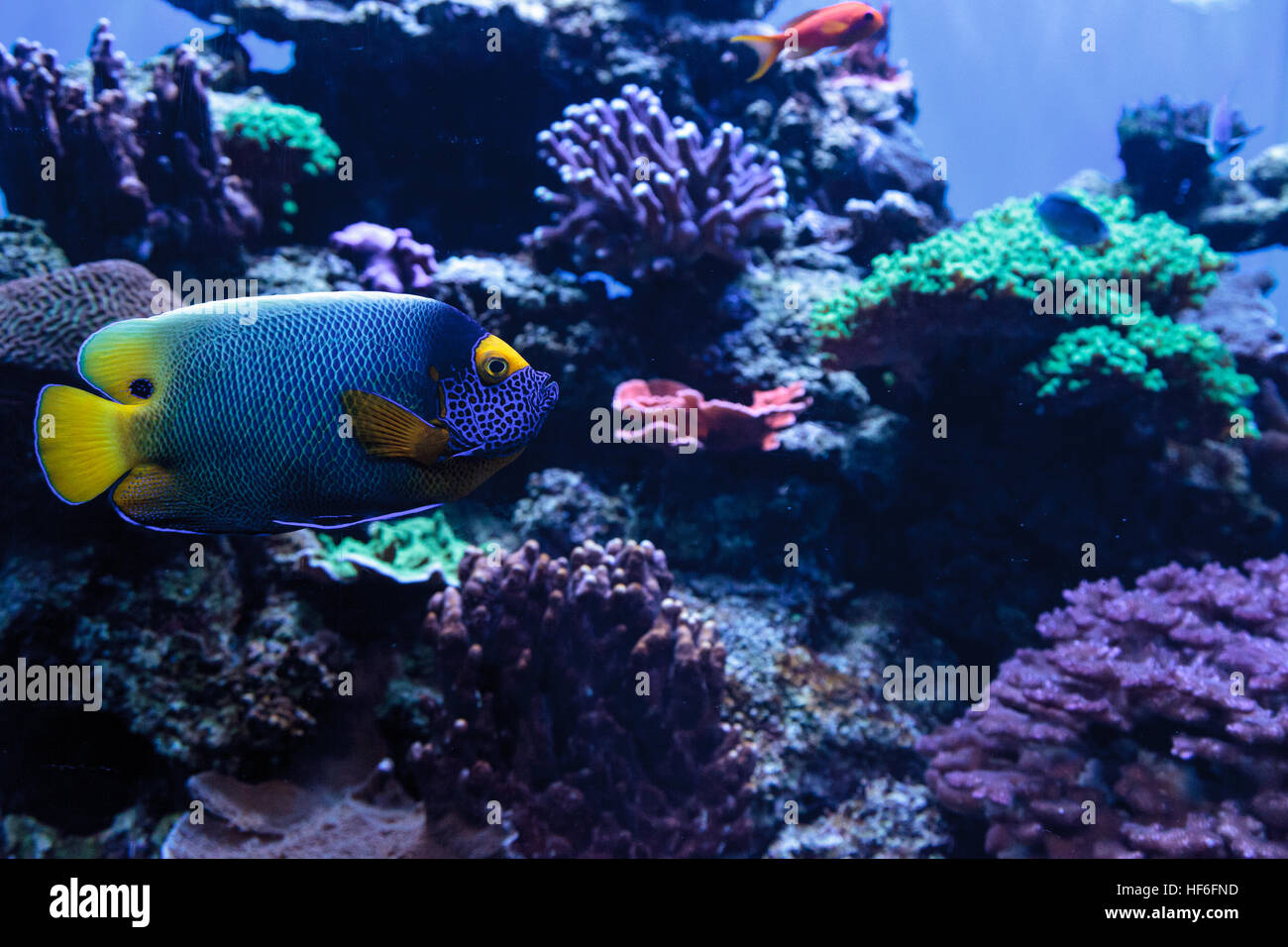 Blue faced angelfish Pomacanthus xanthometopon in a coral reef Stock ...