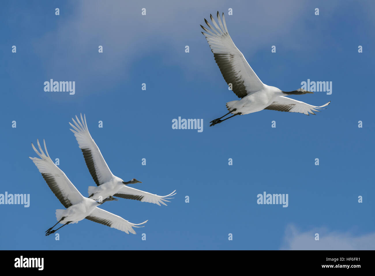 Crowned Crane High Resolution Stock Photography and Images - Alamy