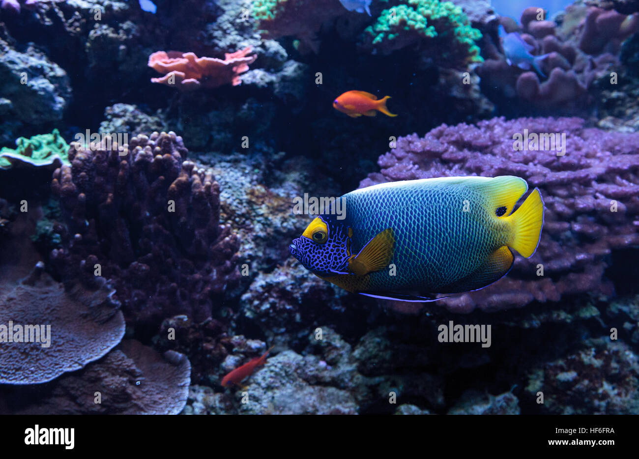 Blue faced angelfish Pomacanthus xanthometopon in a coral reef Stock ...