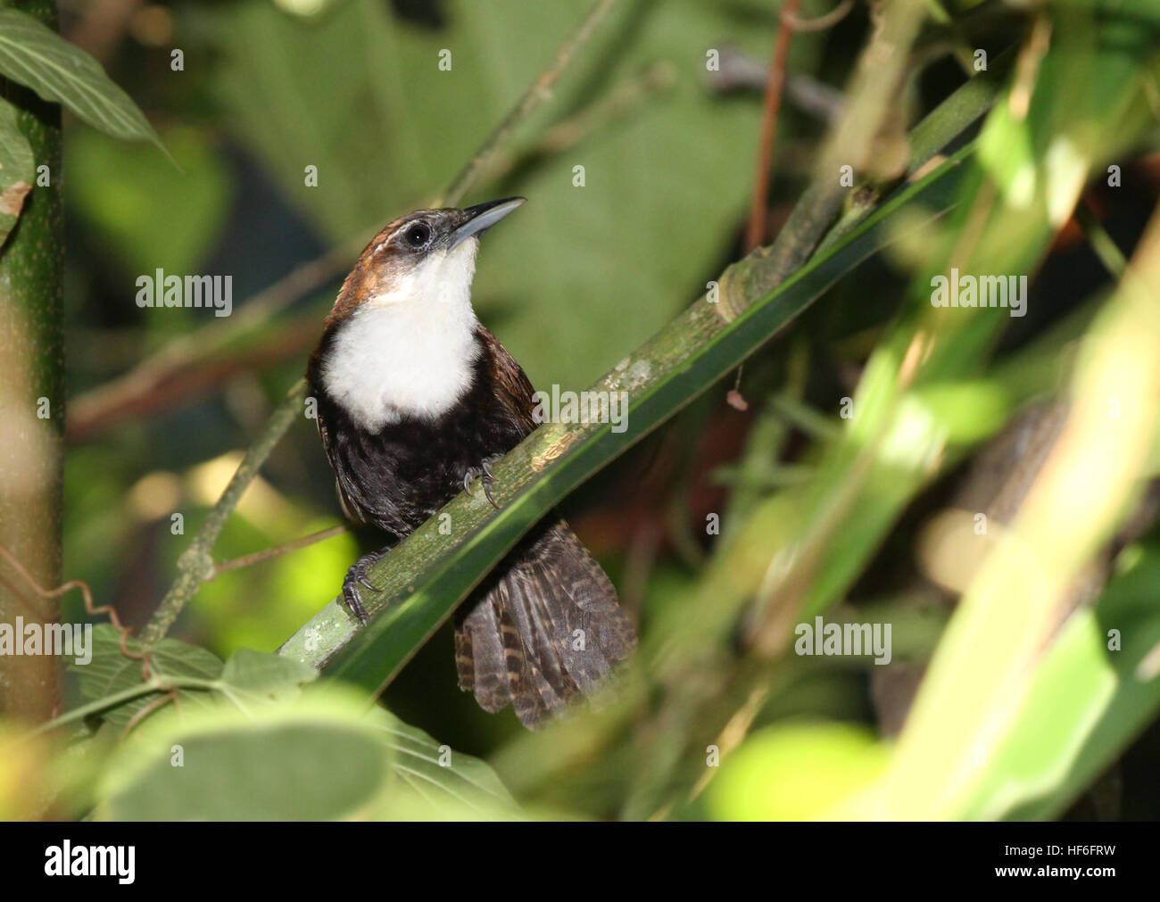 Black bellied wren hi-res stock photography and images - Alamy