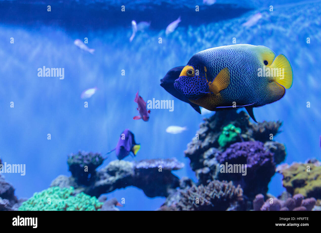 Blue faced angelfish Pomacanthus xanthometopon in a coral reef Stock ...