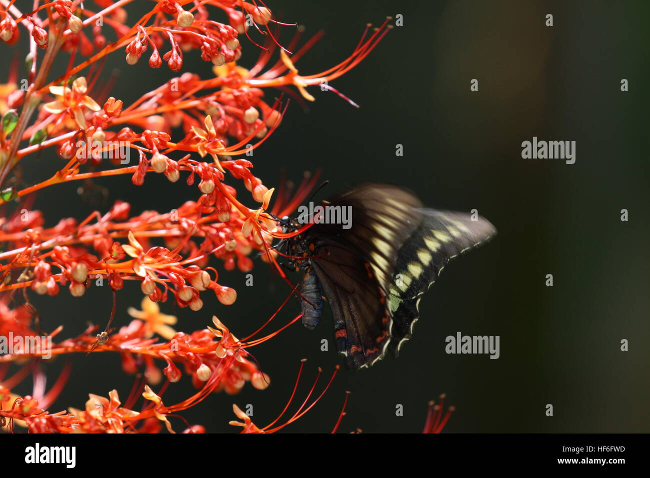 Butterfly flying over some red flowers Stock Photo - Alamy