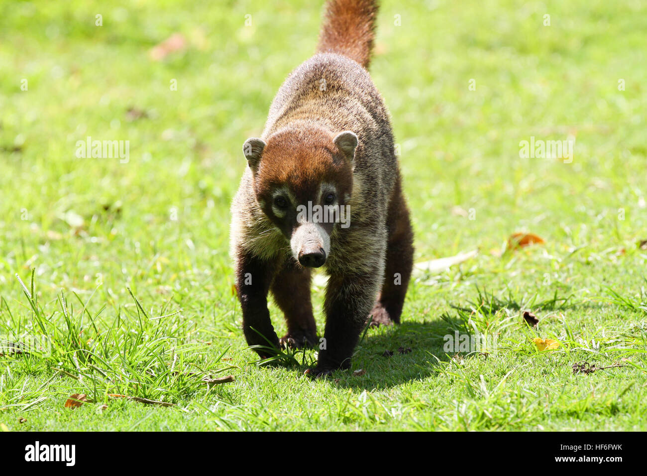 Young Coati walking towrds the camera in the forests of Panama Stock ...