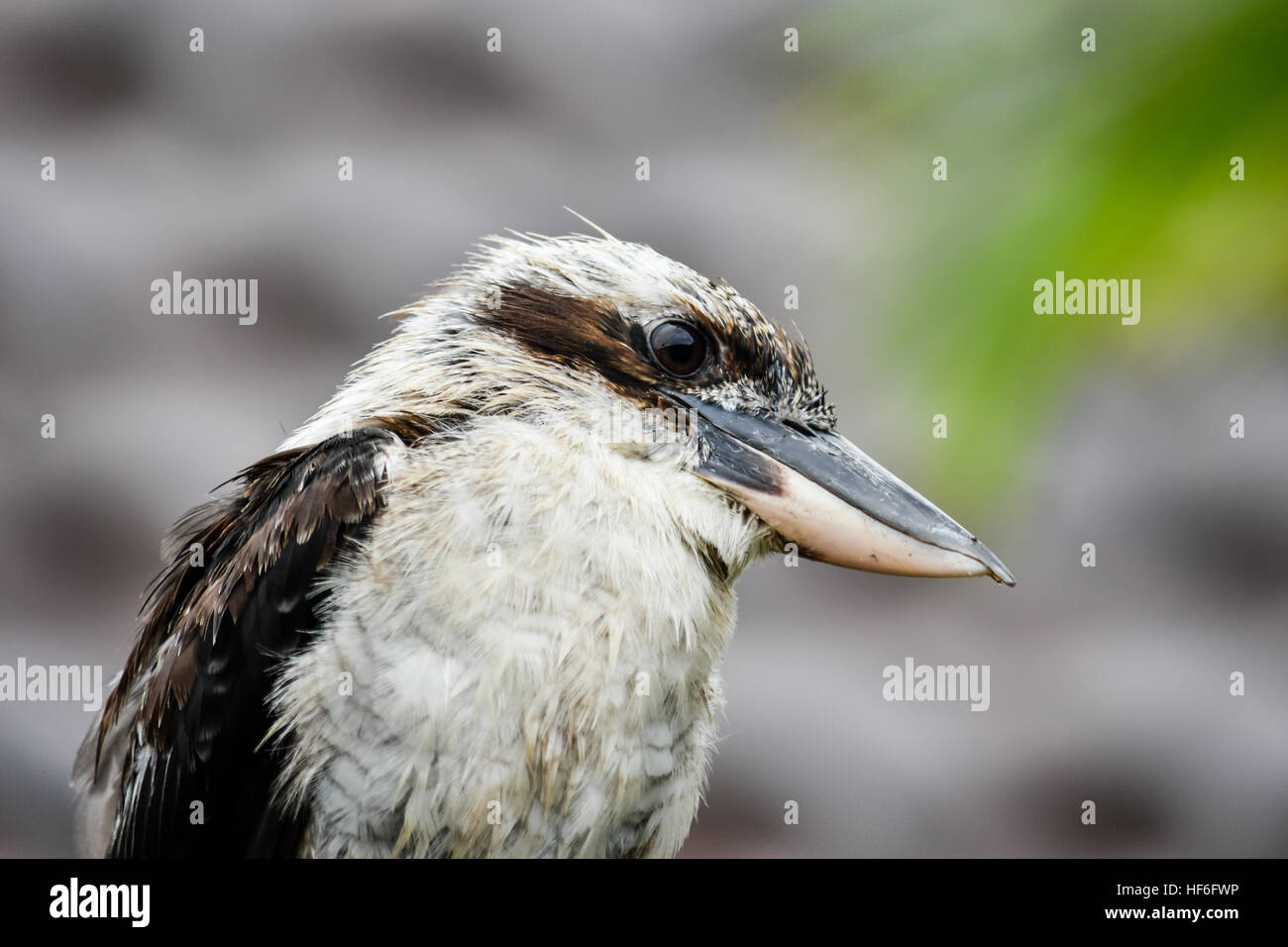 Kookaburra Australian native Kingfisher after storm Stock Photo - Alamy
