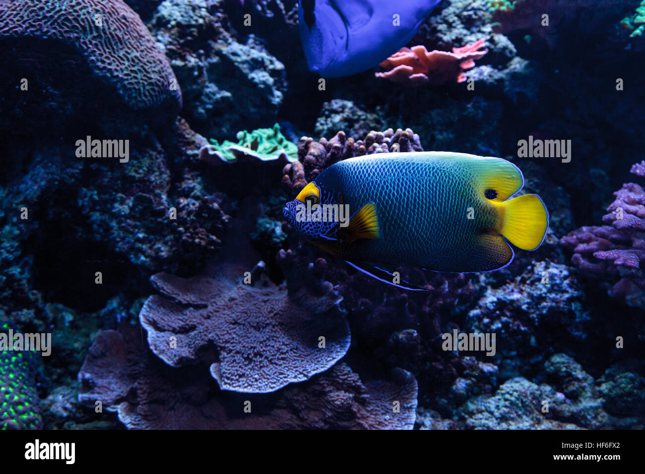 Blue faced angelfish Pomacanthus xanthometopon in a coral reef Stock ...