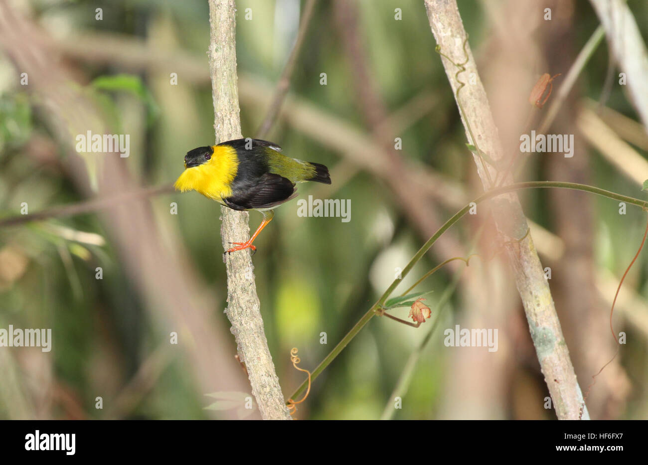 Beautiful Golden-collared Manakin male perched on a tree branch showing ...