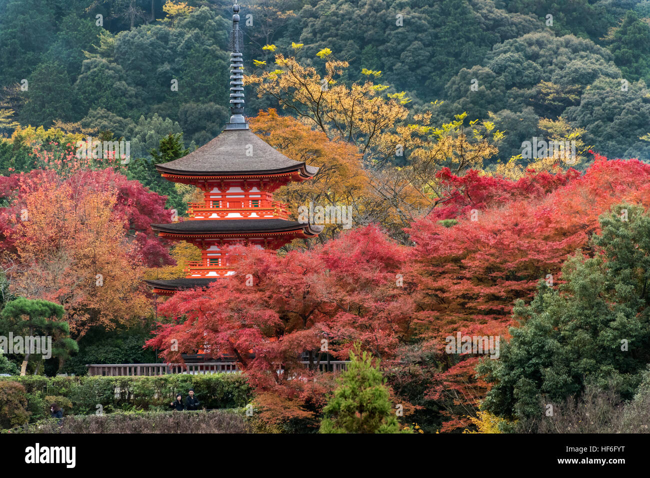 Red maples hi-res stock photography and images - Alamy