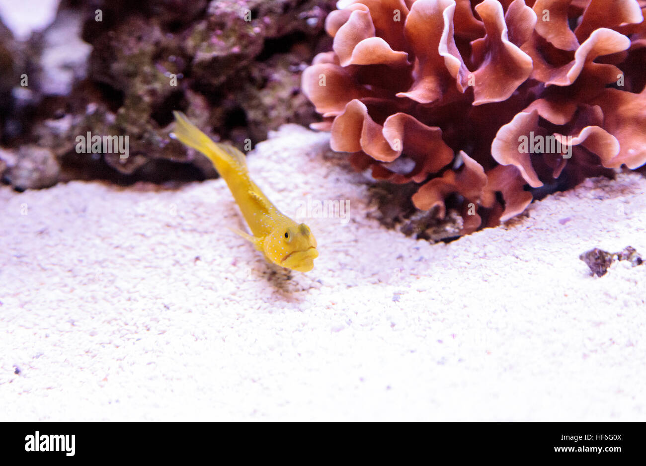 Spotted jawfish hi-res stock photography and images - Alamy