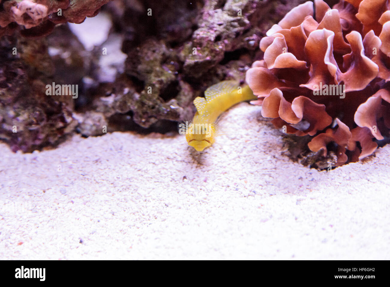 Spotted jawfish hi-res stock photography and images - Alamy