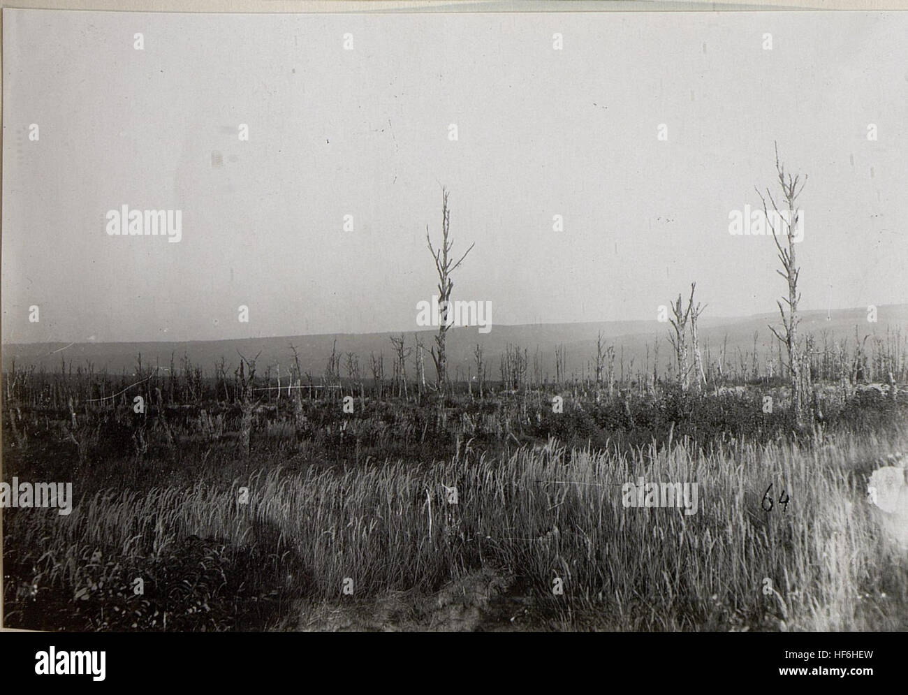 A photograph showing the forest ruins at Obczyna, depicting wartime ...