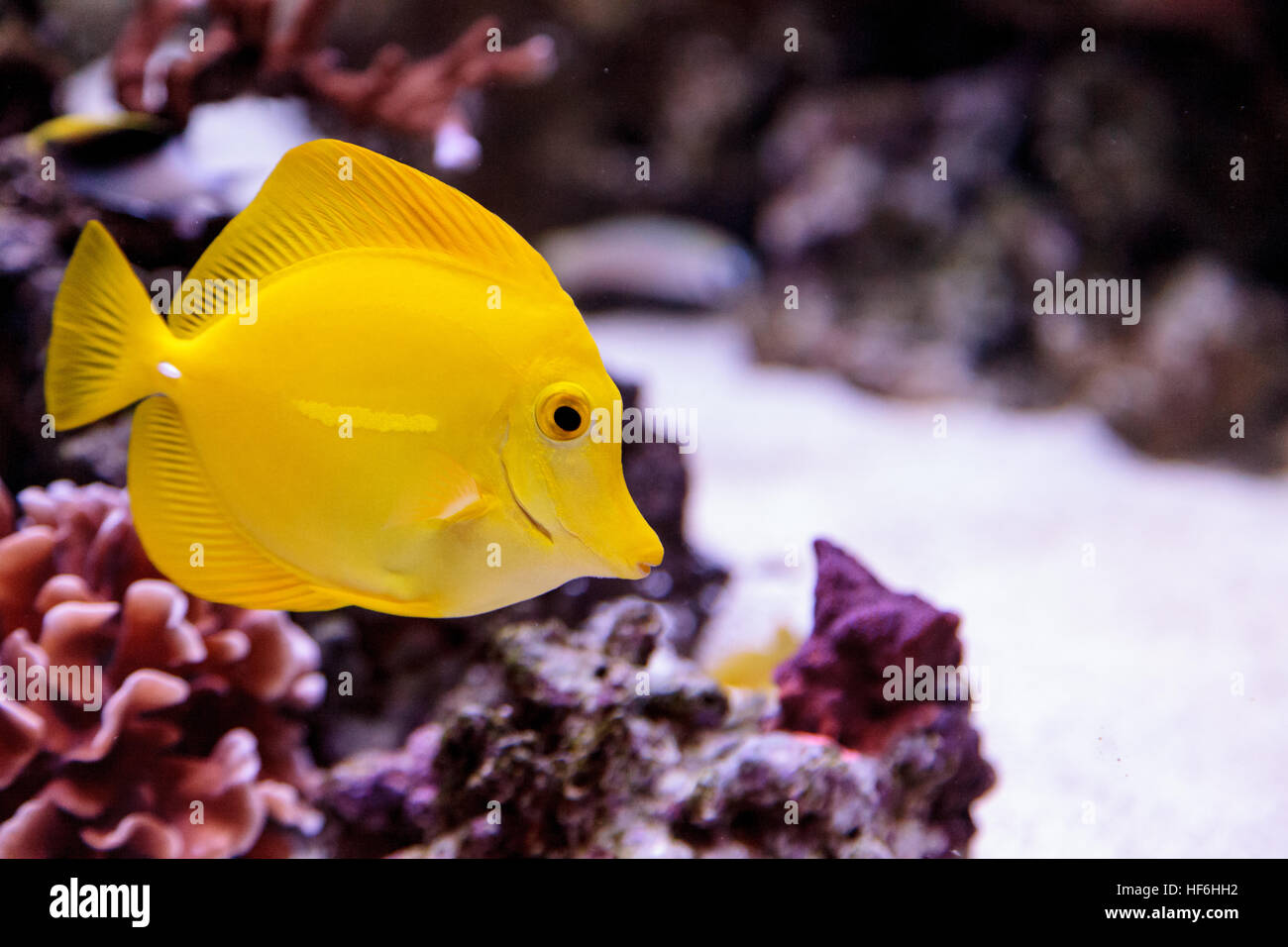 Yellow tang fish, Zebrasoma flavenscens, is a saltwater aquarium fish ...
