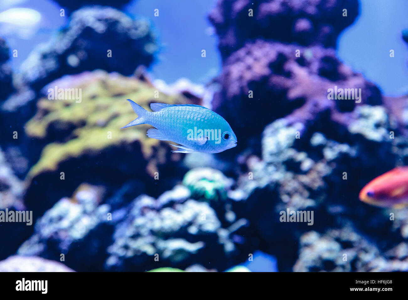 Blue Green chomis fish, Chromis viridis, has a pale green color and is ...