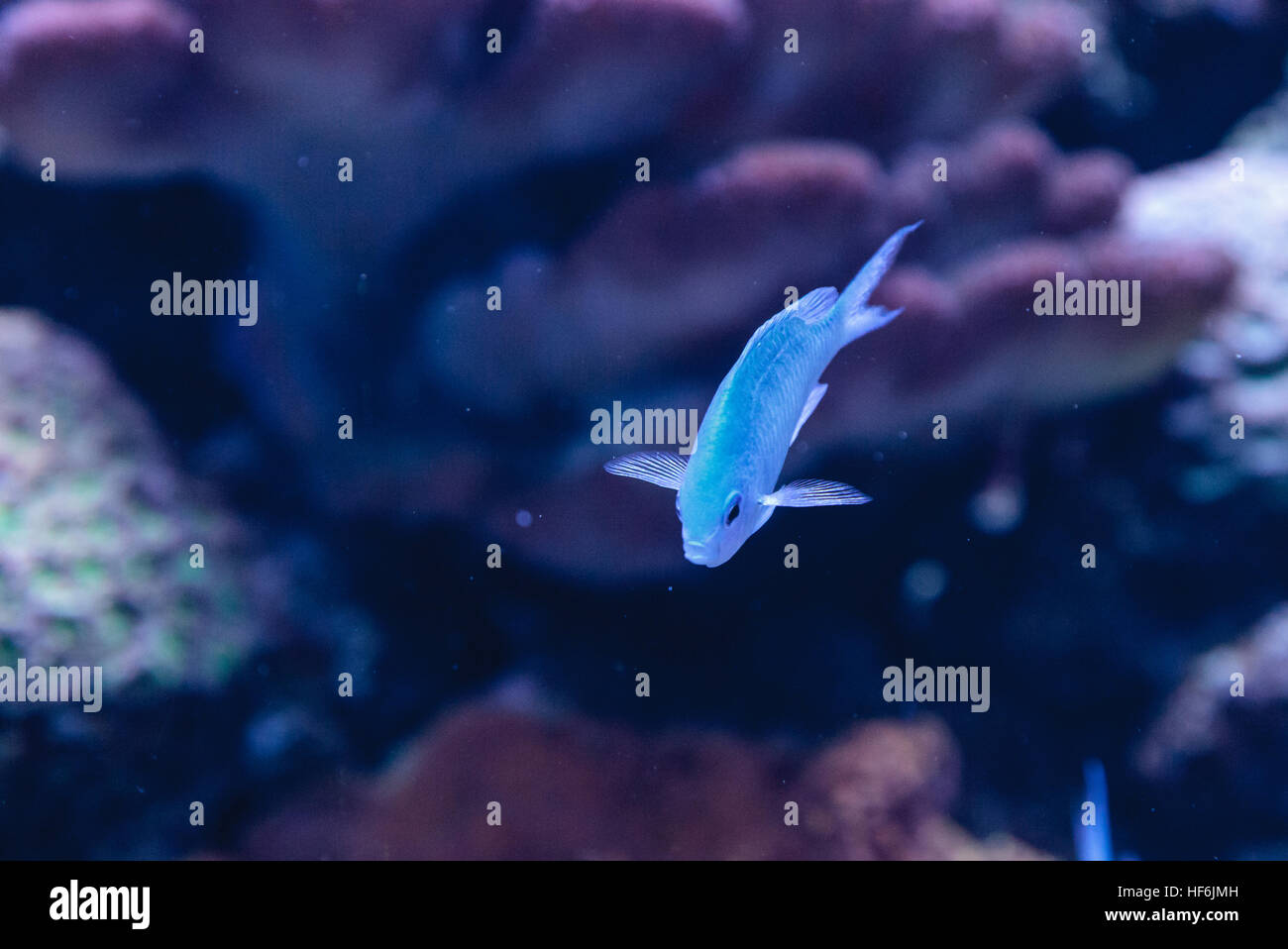 The pale blue eye hi-res stock photography and images - Alamy