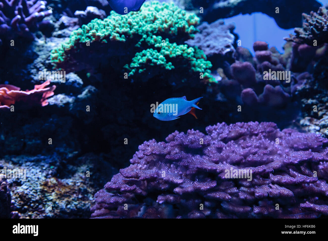 Pale green color hi-res stock photography and images - Alamy