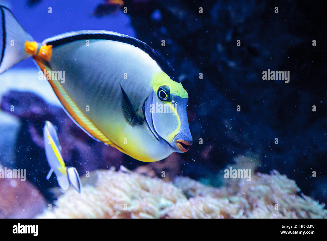 Naso tang fish known as Naso lituratus on a coral reef Stock Photo - Alamy