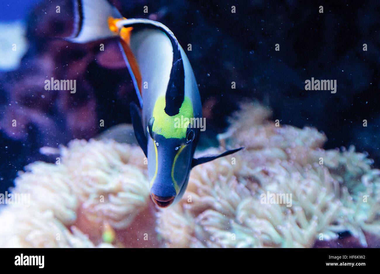 Naso tang fish known as Naso lituratus on a coral reef Stock Photo - Alamy