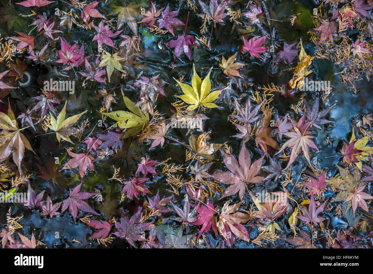 Floating fall leaves, Koinsan Saiho-ji (Takedera, moss temple), Kyoto ...