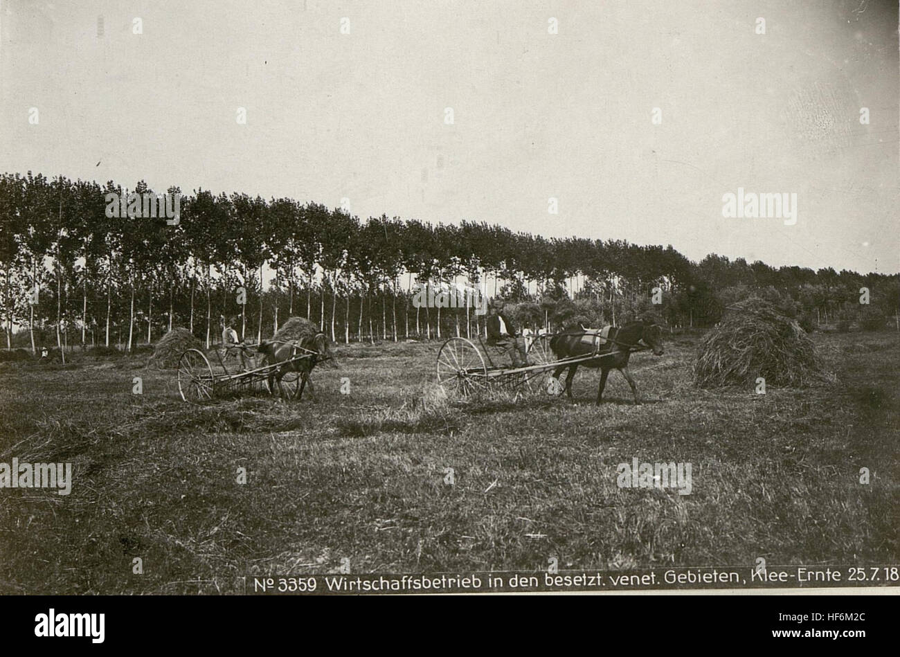 Clover harvest in the occupied Venetian territories on July 25, 1918 ...