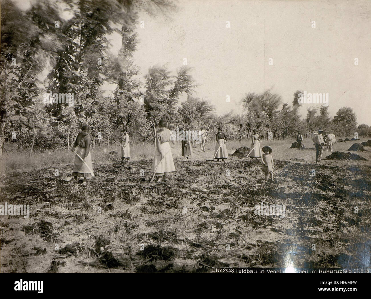 Farm work in Veneto, Italy, during World War I, captured on May 21 ...