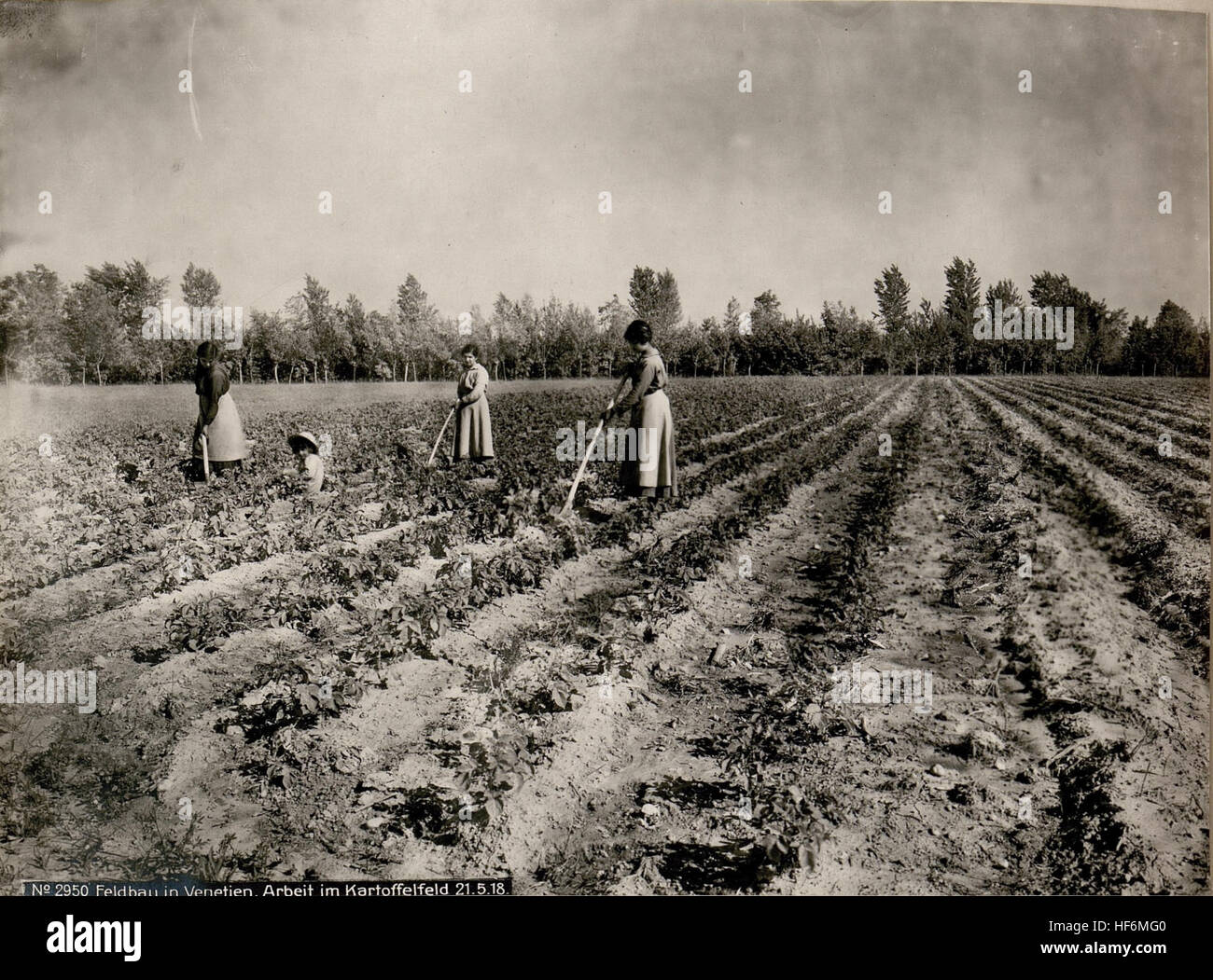 Photographs of farming in the Venetian fields, captured during World ...