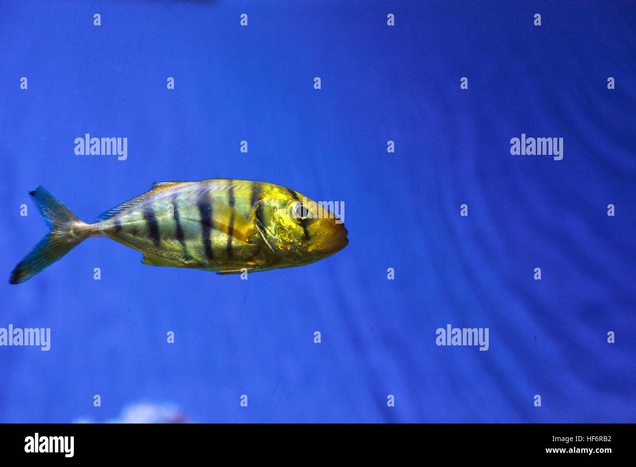 Golden Jack Gnathanodon speciosus swims in an aquarium Stock Photo - Alamy