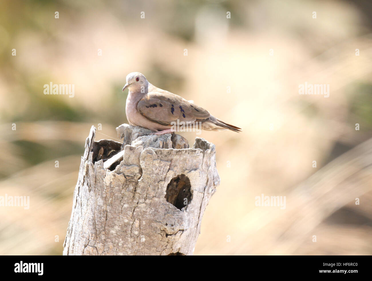 Plain-breasted Ground Dove ( Columbina minuta) perched on top of a ...