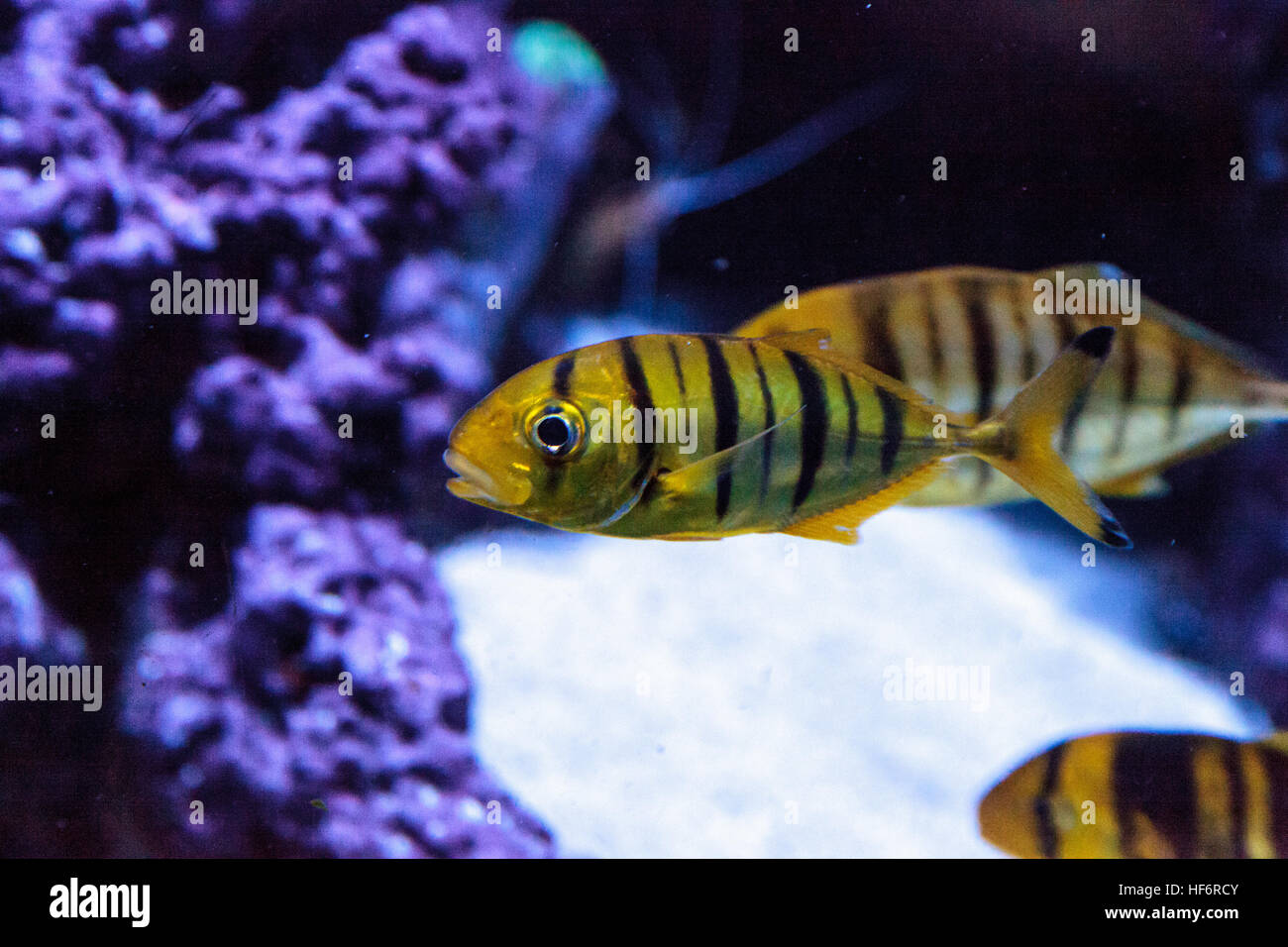 Golden Jack Gnathanodon speciosus swims in an aquarium Stock Photo - Alamy