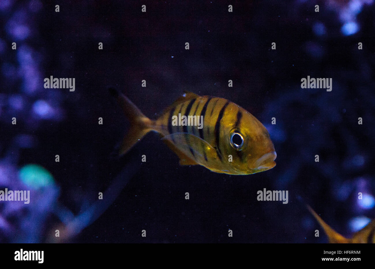 Golden Jack Gnathanodon speciosus swims in an aquarium Stock Photo - Alamy