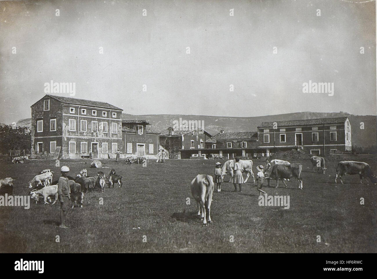 A photograph showing livestock farming in Zaule on August 24, 1917 ...