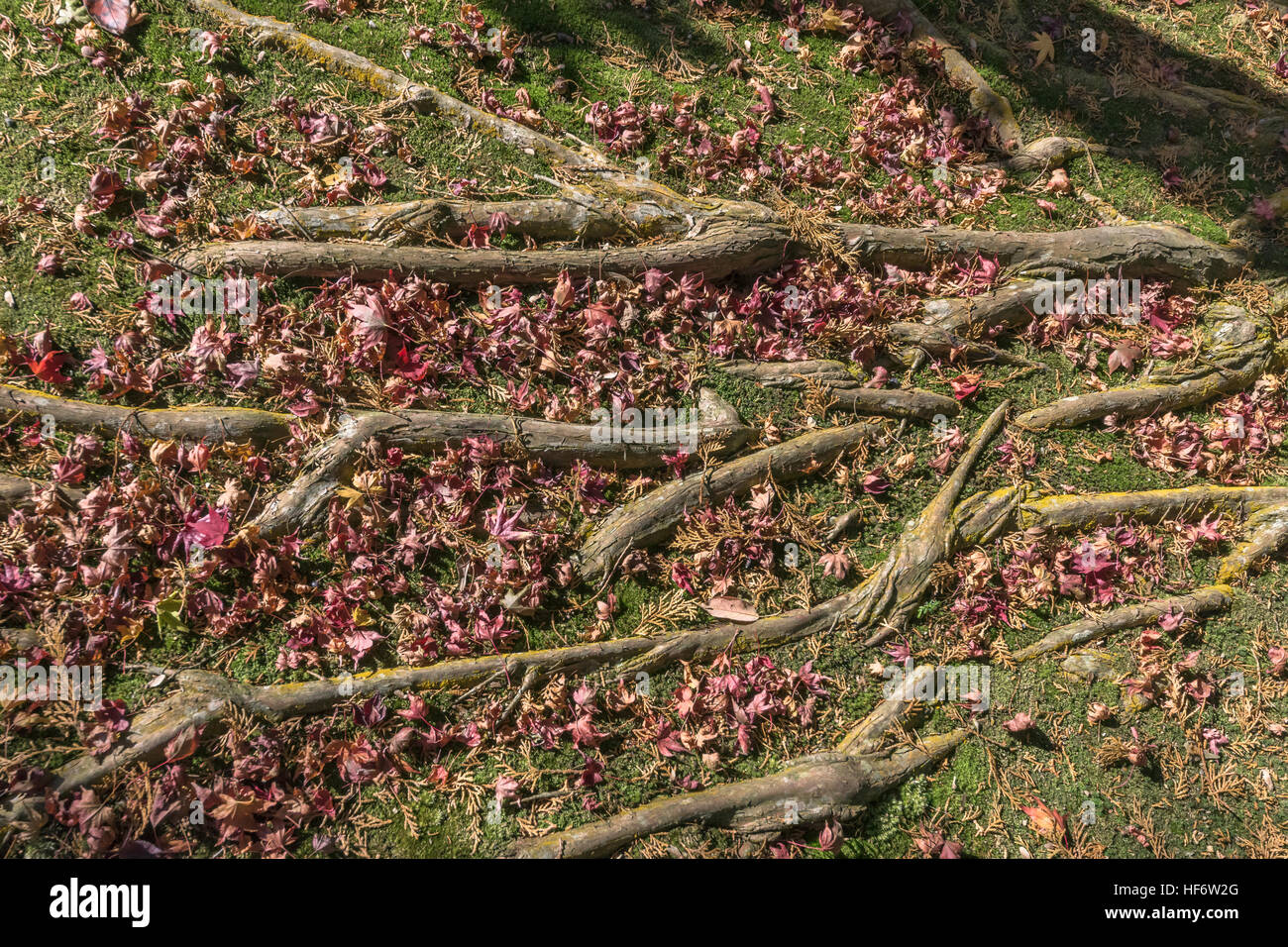 Superficial tree roots hi-res stock photography and images - Alamy
