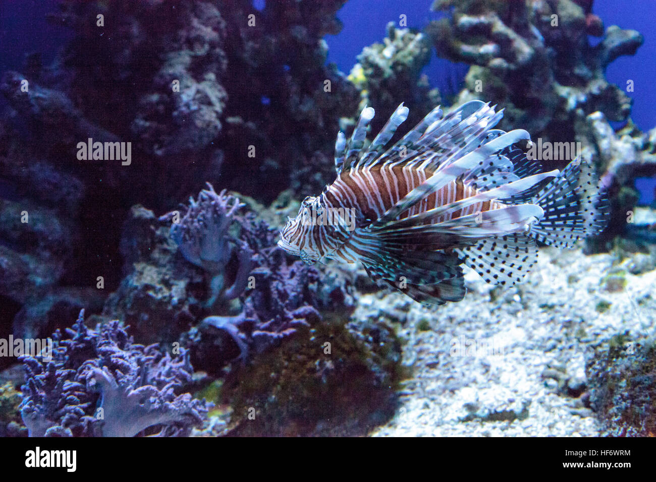 Lionfish Pterois volitans swims on a coral reef Stock Photo - Alamy