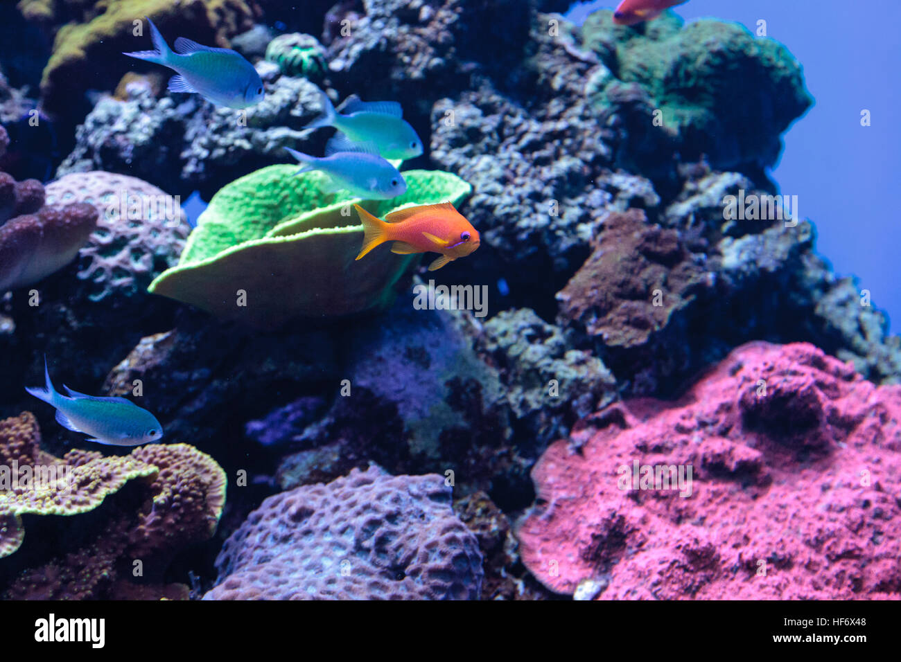Lyretail Anthias fish known as Pseudanthias squamipinnis in the middle ...