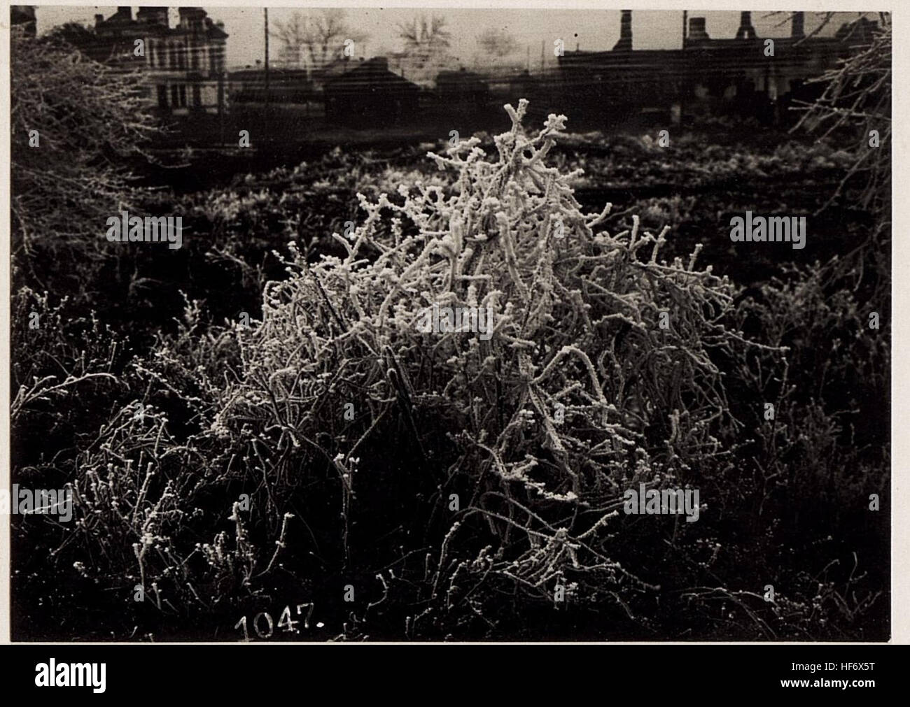 Frost-covered landscape in Wladimir Wolinsky during World War I ...