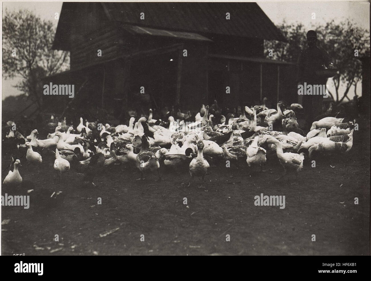 A photograph from World War I showing poultry farming at the 4th Army ...