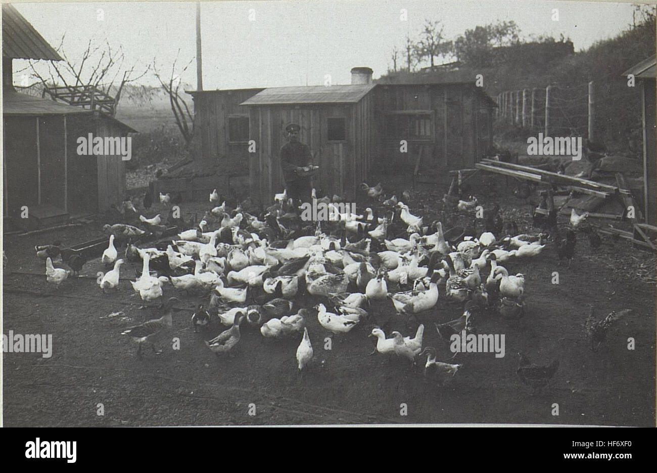 A photograph of poultry farming activities at the 4th Army Command in ...
