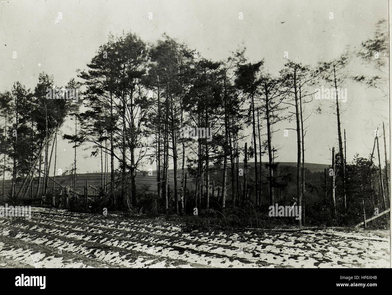 A forest near Trzciana, devastated by artillery fire during World War I ...