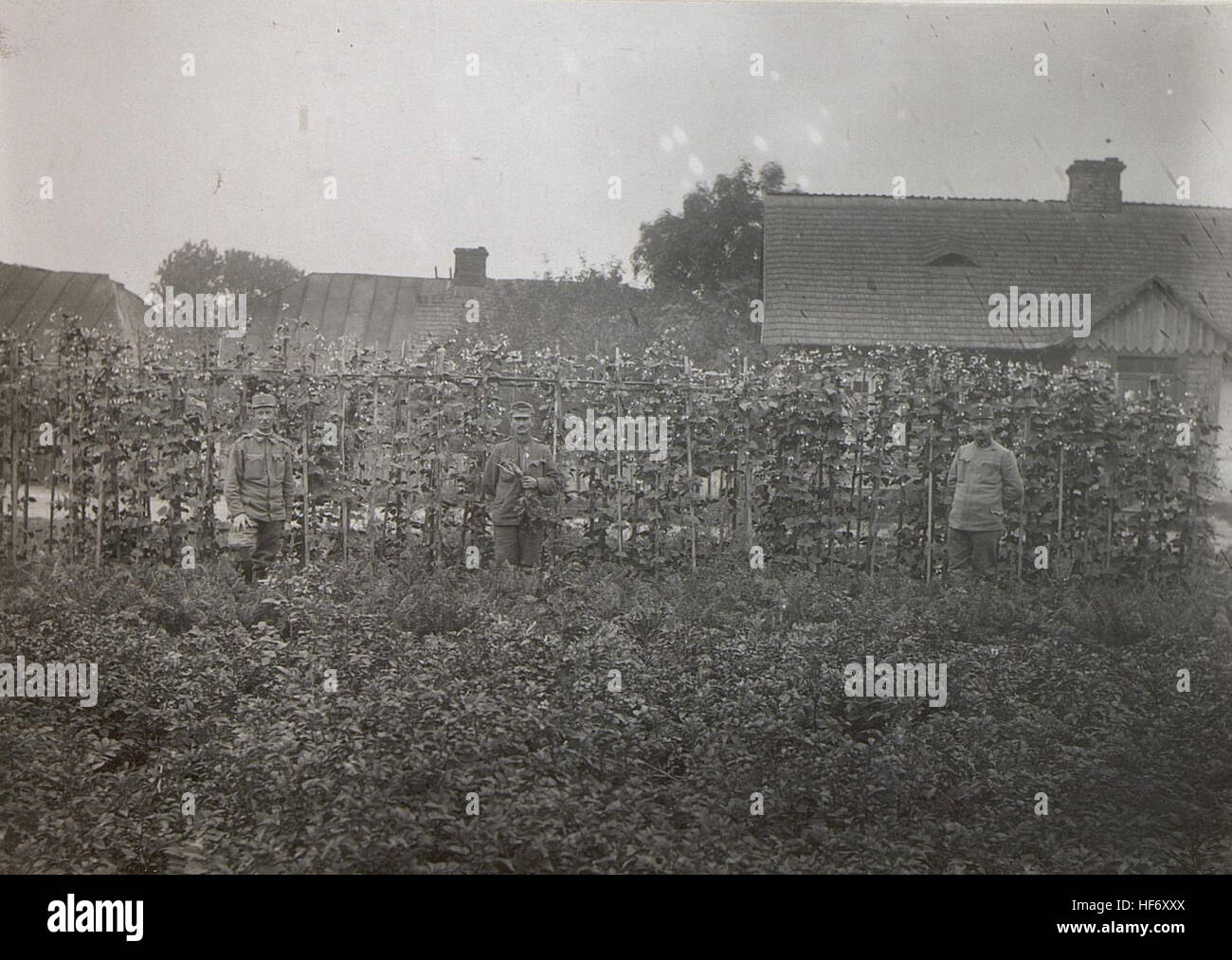 Vegetable garden in Cholm, World War I, Europeana Collections, 15696113 ...