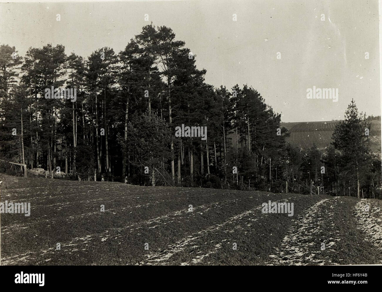 Forest devastated by artillery fire near Trzciana, during the First ...